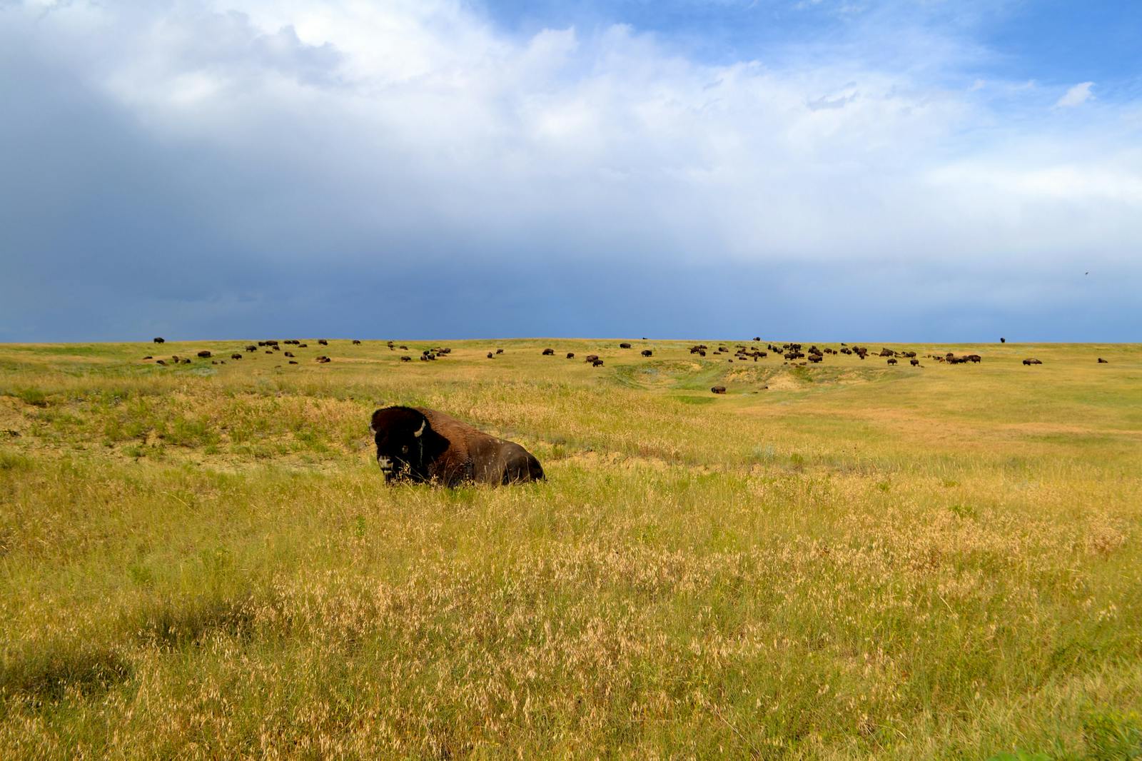 Northern Shortgrass Prairie One Earth